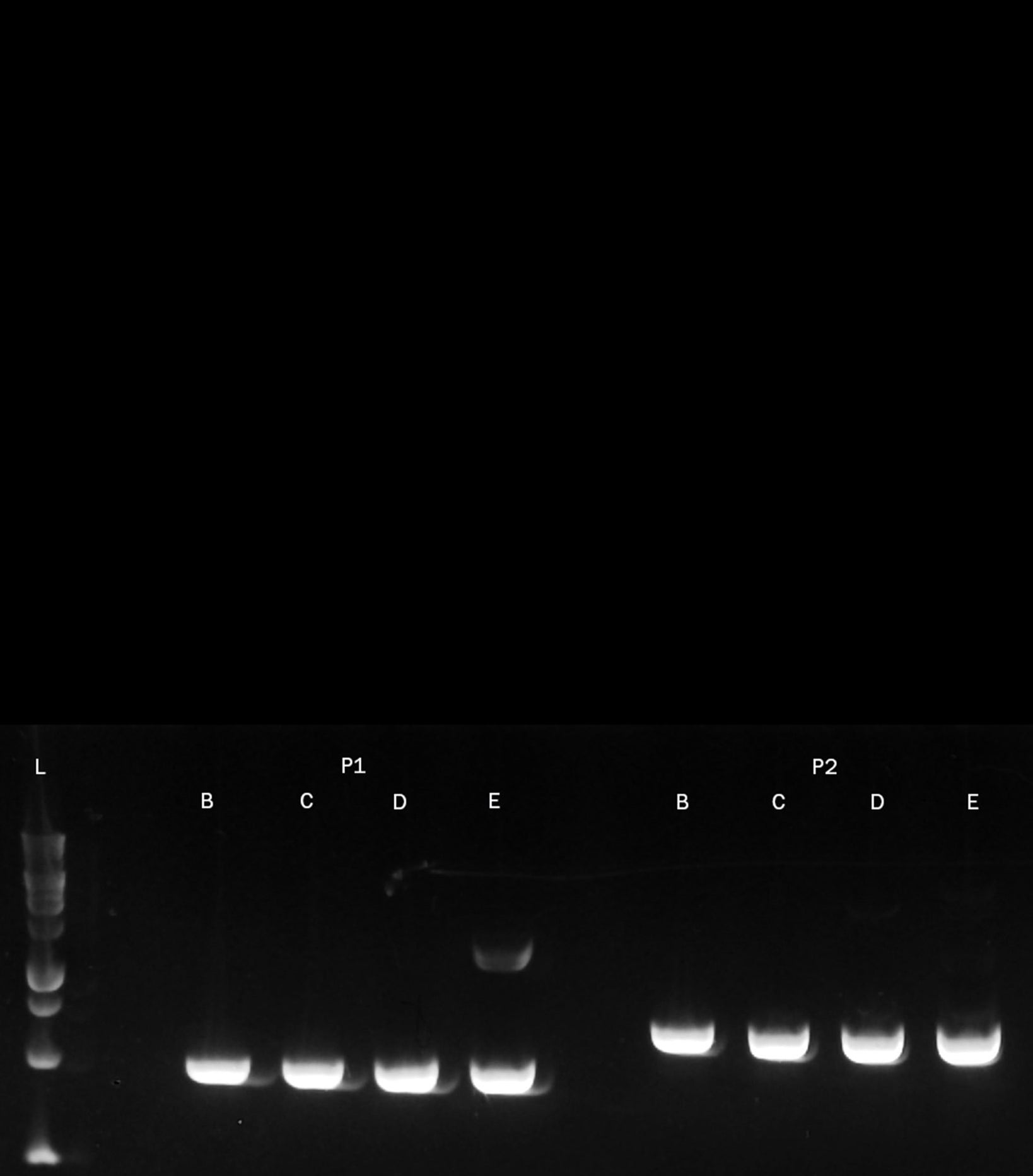 Shop Online — Custom Science Ltd