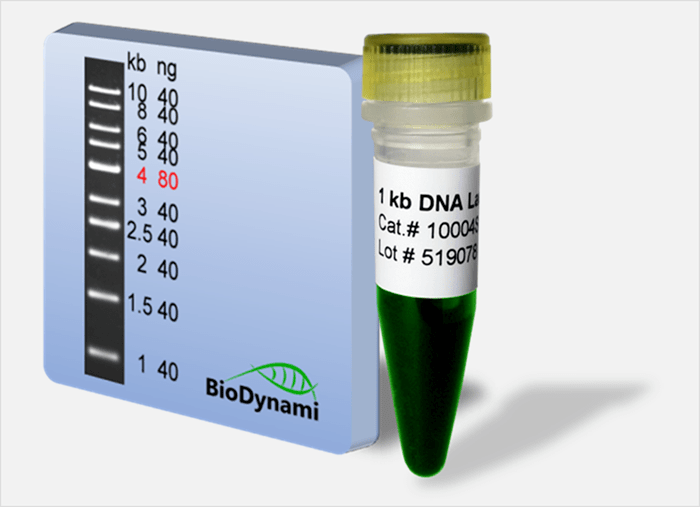 1 kb DNA Ladder — Custom Science Ltd